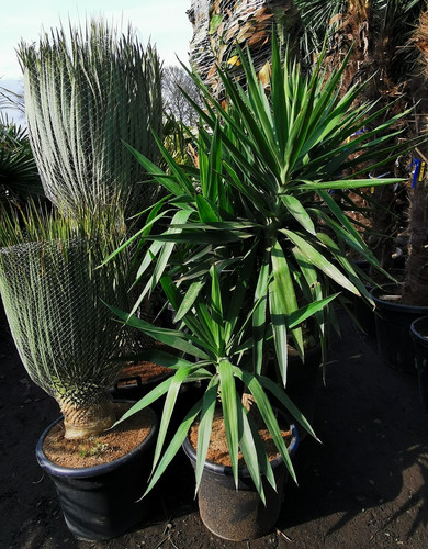 YUCCA ELEGANS | thepalmtreecompany