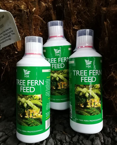 TREE FERN FEED | thepalmtreecompany