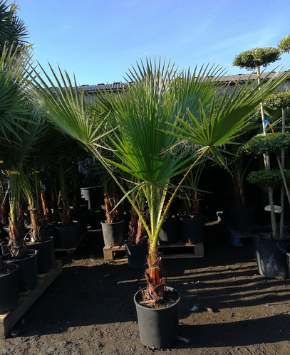 WASHINGTONIA ROBUSTA. FREE UK Delivery ! | thepalmtreecompany