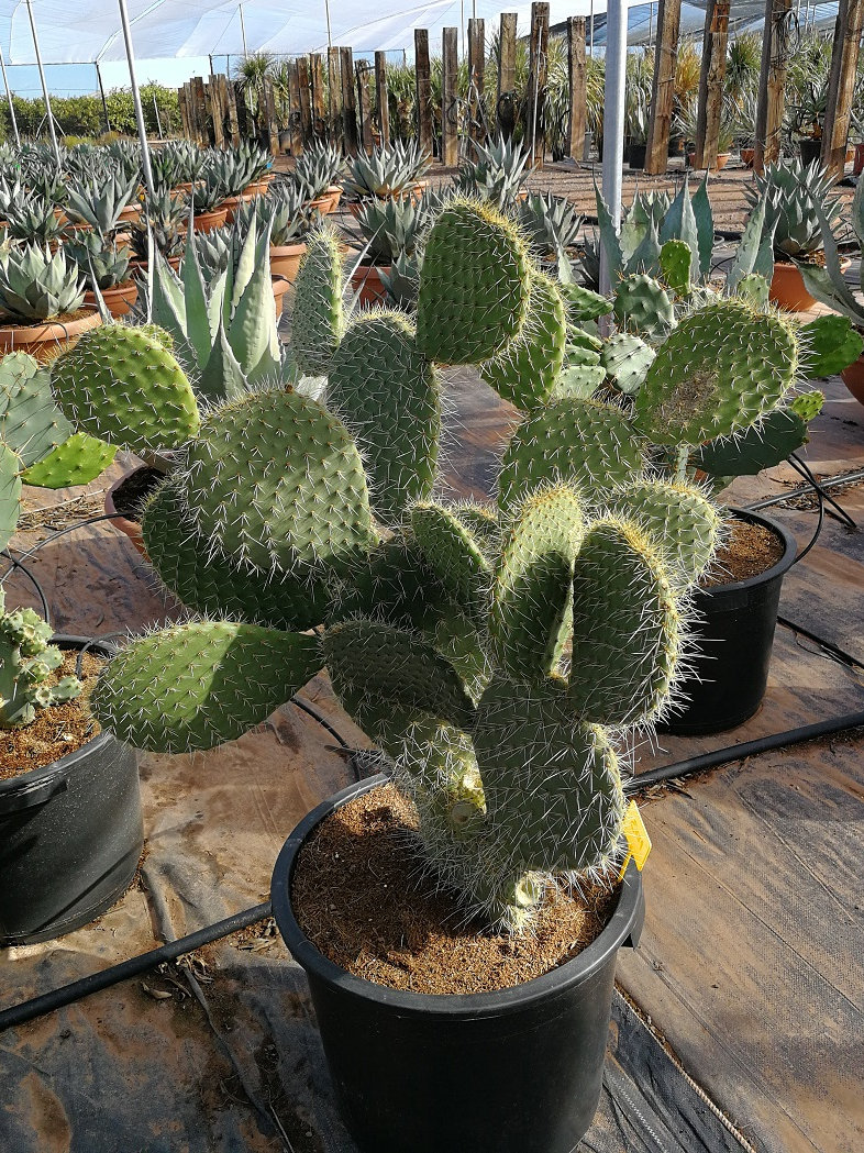 OPUNTIA LEUCOTRICHA CACTI. Aaron's Beard Prickly Pear. | thepalmtreecompany