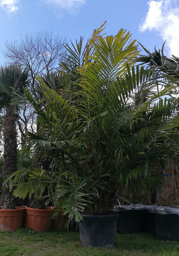 ARENGA ENGLERI. Dwarf Sugar Palm. | thepalmtreecompany