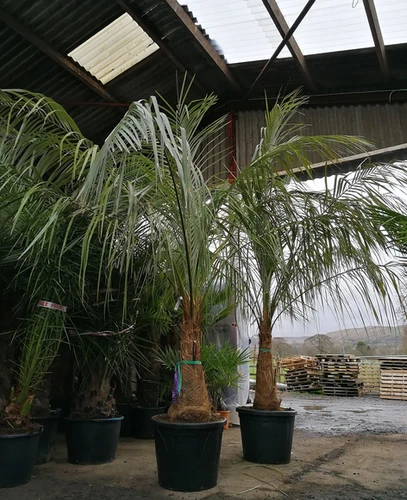 Palm Trees for Sale. Premium Quality. The Palm Tree Company.
