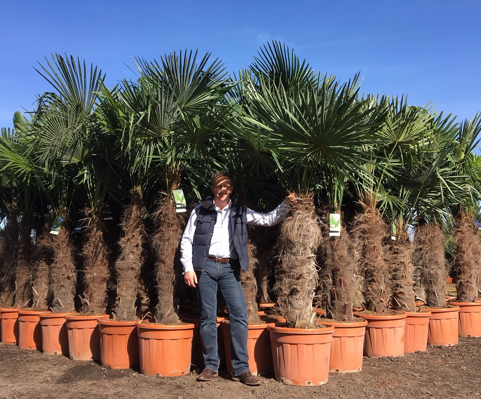 Goodinfo Small Palm Trees For Sale Uk