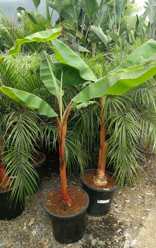 MUSA ACUMINATA 'DWARF RED'. | thepalmtreecompany