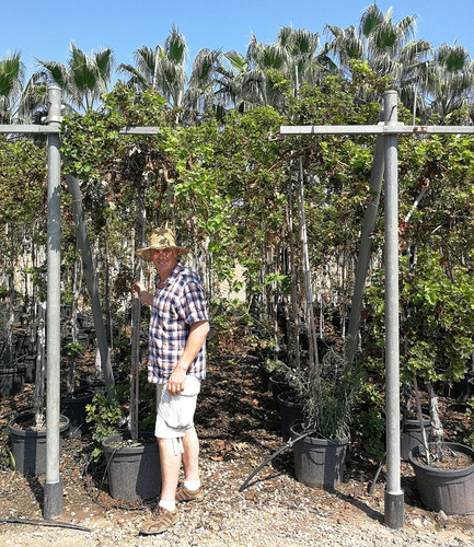 GRAPE VINES. Tall, Slim Trunk. | thepalmtreecompany