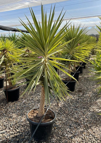 YUCCA JEWEL | thepalmtreecompany