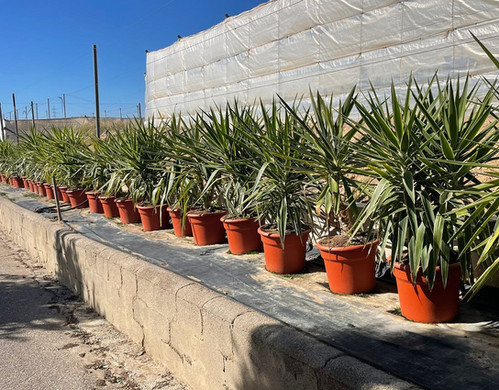 YUCCA PUCK. | thepalmtreecompany