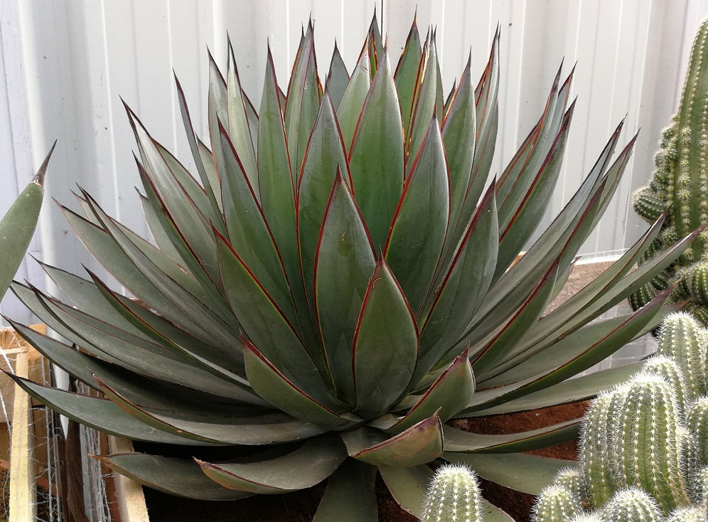 AGAVE RED EDGE. | thepalmtreecompany
