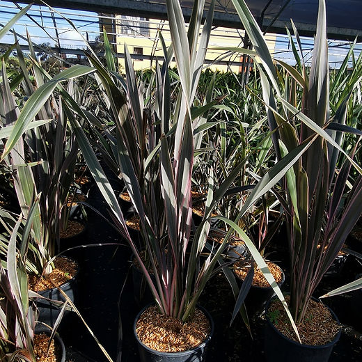 phormium tree