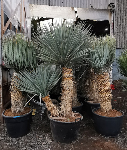 YUCCA RIGIDA. FREE UK Delivery! | thepalmtreecompany