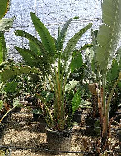 Strelitzia Augusta. Free UK Delivery!