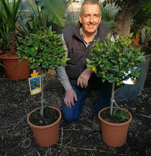 CITRUS 'MITIS'. Calamondin Orange Tree. Spiral Formation ...