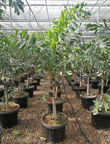 Palm Trees for Sale. Premium Quality. The Palm Tree Company.