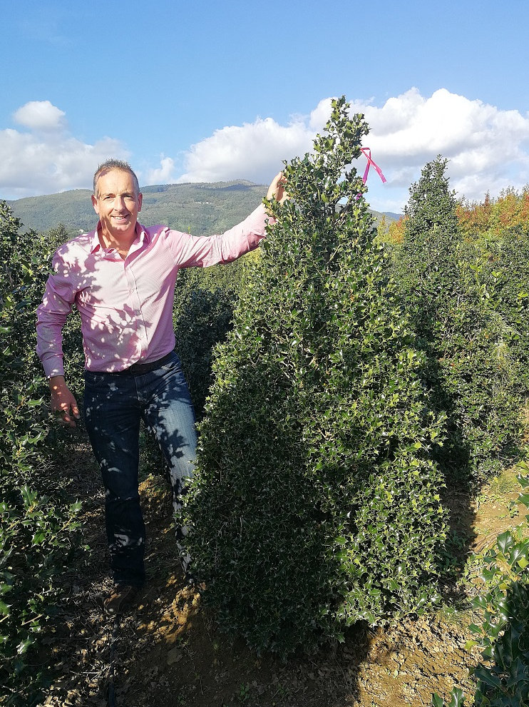 ILEX AQUIFOLIUM. Common Holly. Cone Shape. | thepalmtreecompany