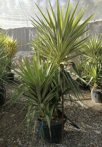 Yuccas for Sale. The Palm Tree Company.