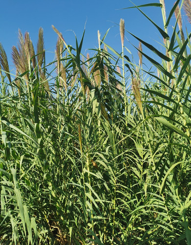 ARUNDO DONAX. Giant Reed. | thepalmtreecompany