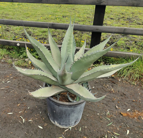 AGAVE SCABRA. Rough Agave | thepalmtreecompany