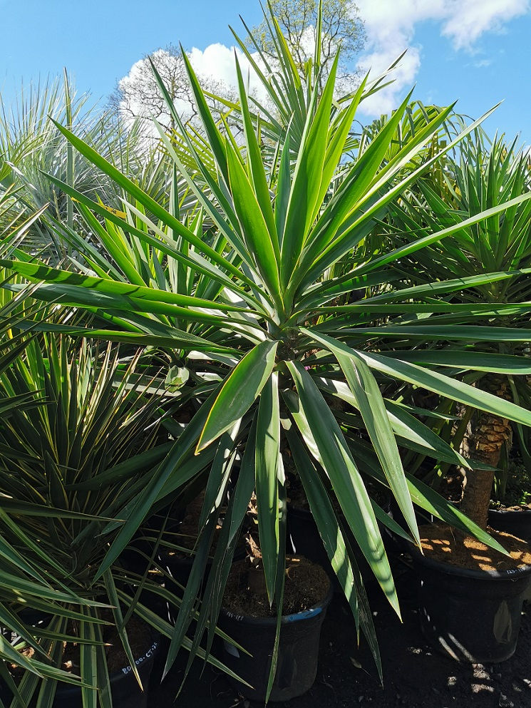 Yuccas for Sale. The Palm Tree Company.