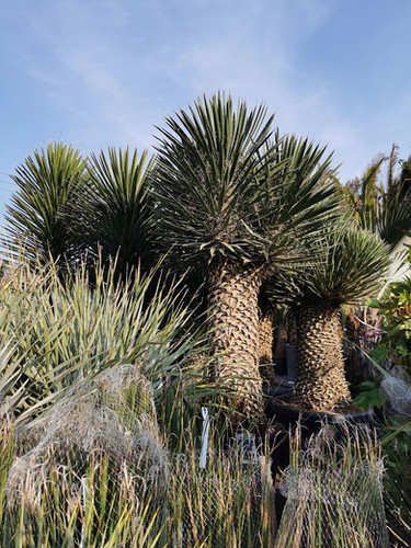 YUCCA FILIFERA 'AUSTRALIS' Multi-head. 110L. Free UK Delivery ...