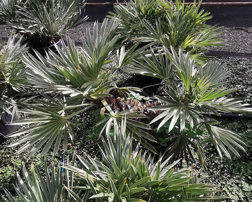 Palm Trees For Sale. The Palm Tree Company