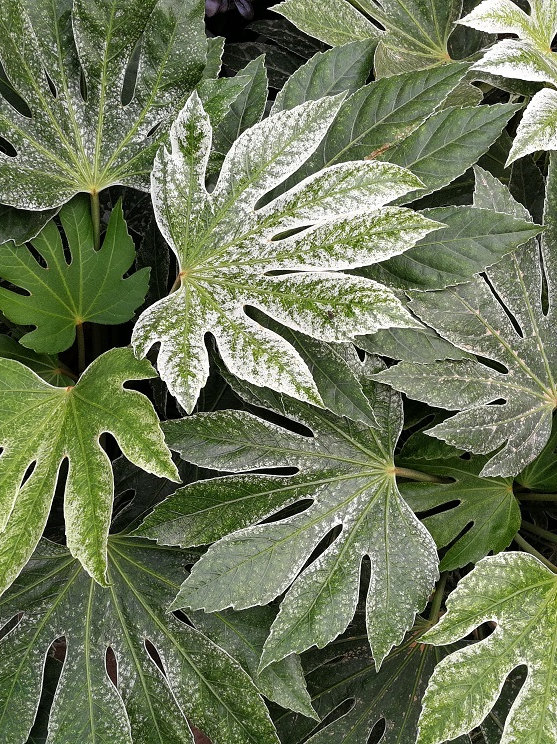 FATSIA JAPONICA 'SPIDER'S WEB. Japanese Aralia 'Spider's Web ...