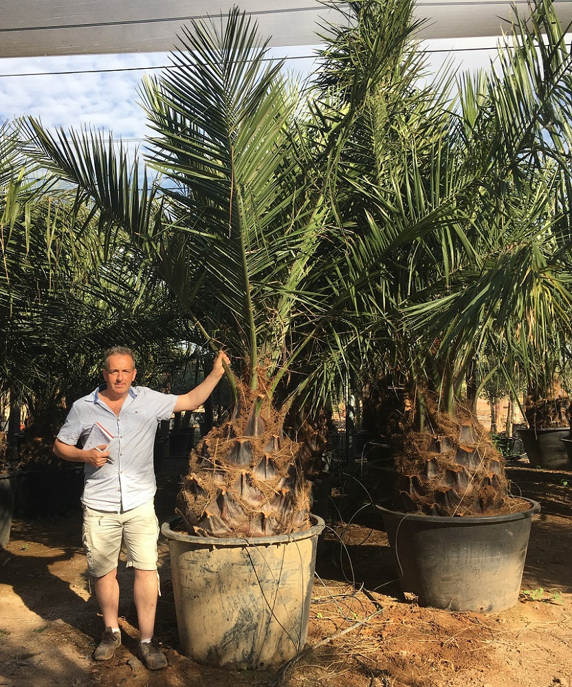 JUBAEA CHILENSIS, Chilean Wine Palm. Free UK Delivery!