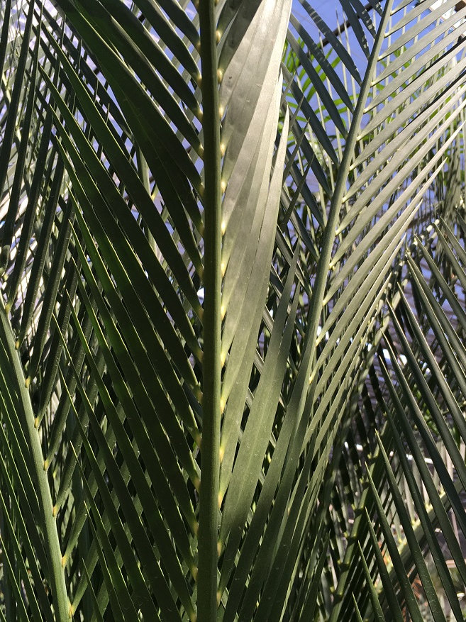 Macrozamia Moorei. FREE UK Delivery!
