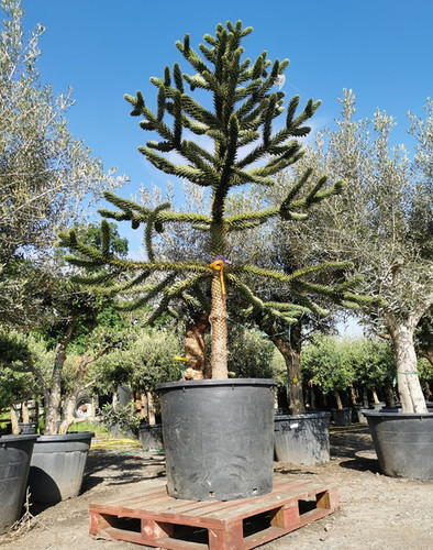 MONKEY PUZZLE TREE. Araucaria Araucana | thepalmtreecompany