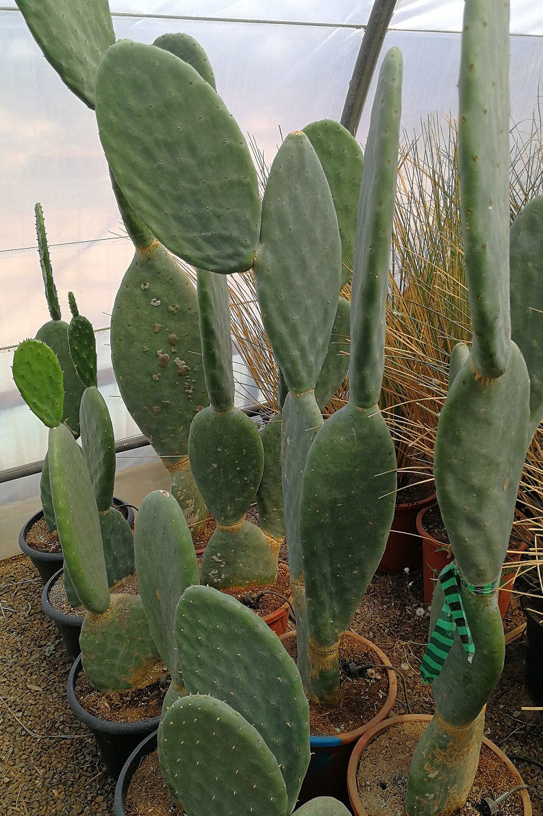 OPUNTIA 'TITANIA'. Spineless Cacti. Prickly Pear | thepalmtreecompany