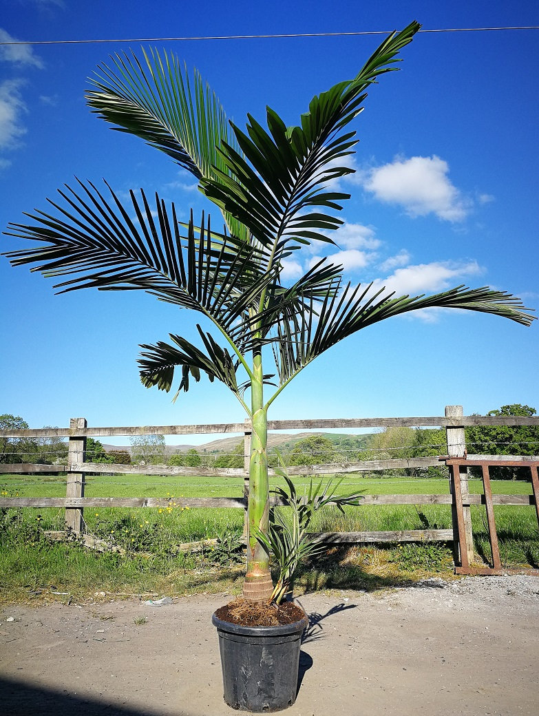 ARCHONTOPHOENIX ALEXANDREA PALM. Alexander Palm. Free UK Delivery!