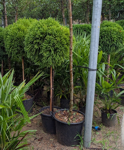 CRYPTOMETRIA JAPONICA 'Globosa Nana'. | thepalmtreecompany