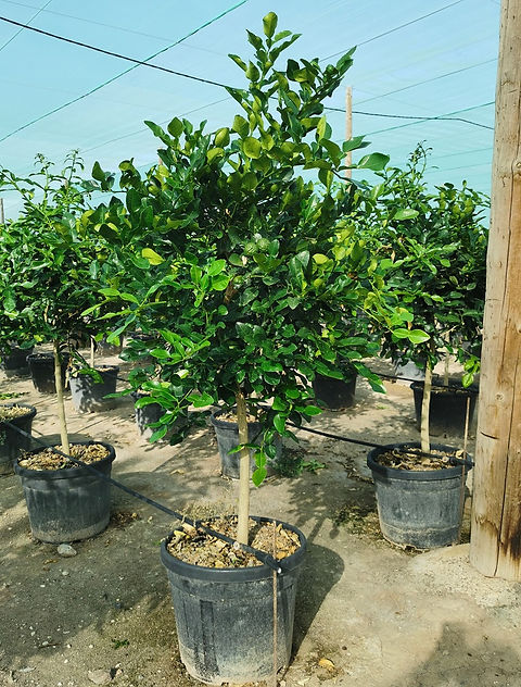 kaffir lime tree