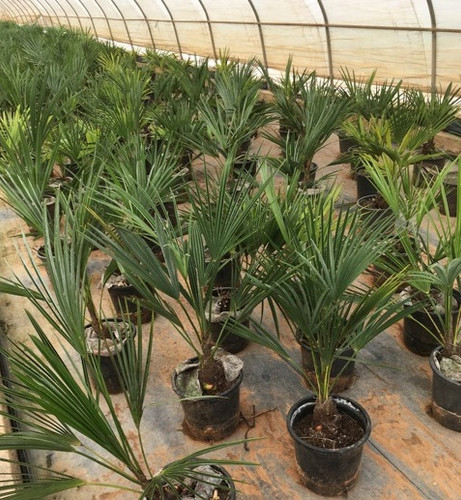 TRACHYCARPUS MANIPUR. Naga Hills. Free UK Delivery! | thepalmtreecompany