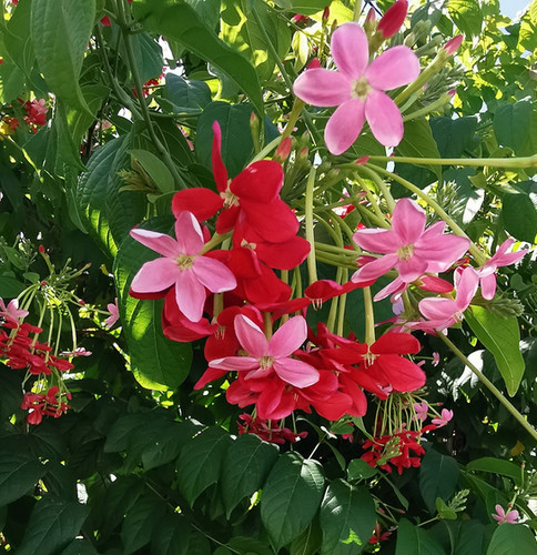 QUISQUALIS INDICA. | thepalmtreecompany