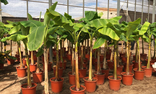 MUSA BASJOO. Free UK Delivery! | thepalmtreecompany