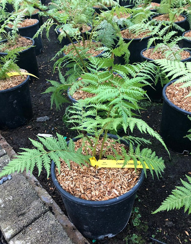 CYATHEA COOPERI. Lacy Tree Fern. | thepalmtreecompany