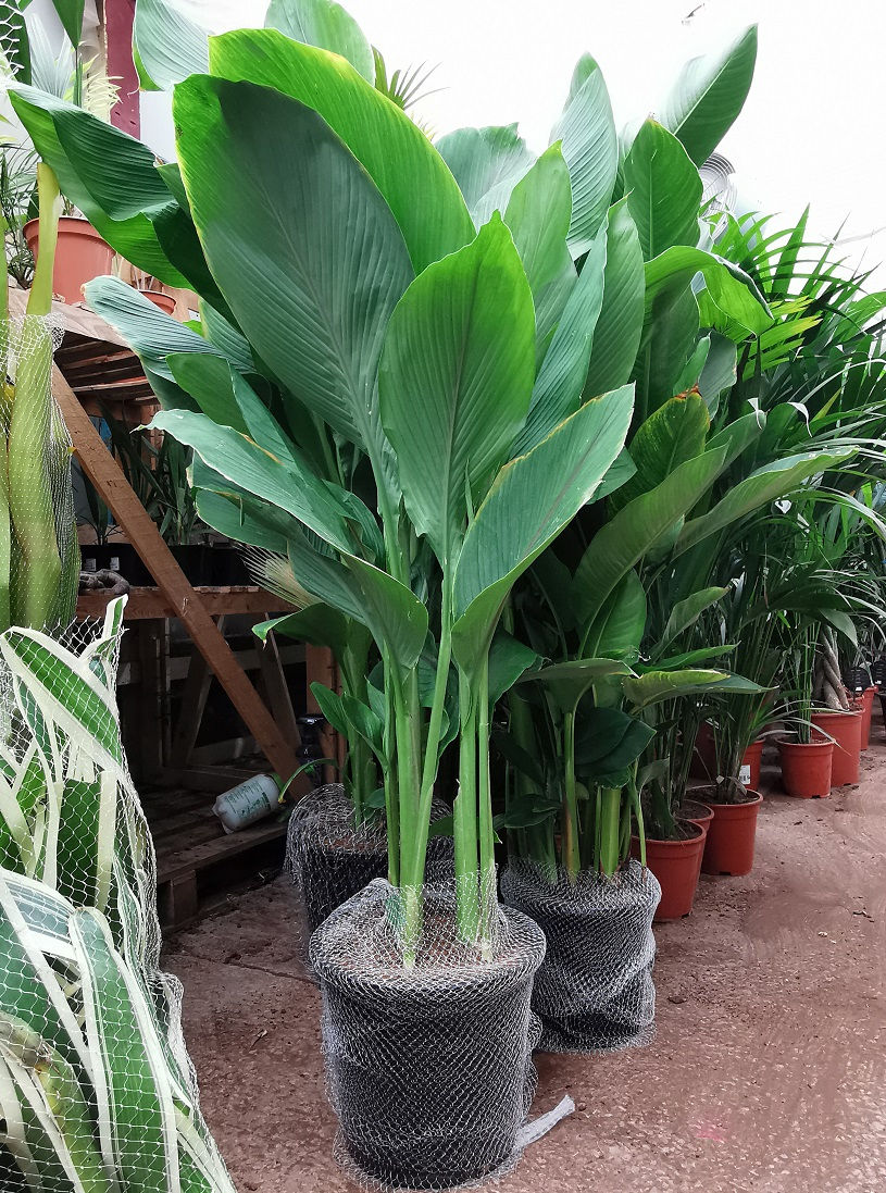 CURCUMA ZEDOARIA. White Turmeric | thepalmtreecompany