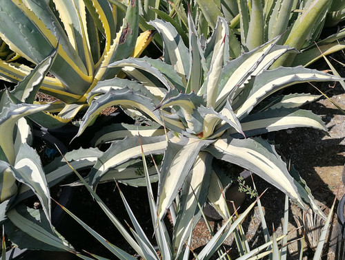 AGAVE 'MEDIOPICTA ALBA'.