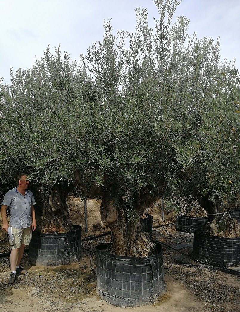 SPECIMEN OLIVE TREES. Gnarled. Free UK Delivery! | thepalmtreecompany