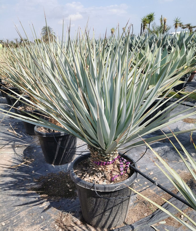 Yuccas for Sale. The Palm Tree Company.