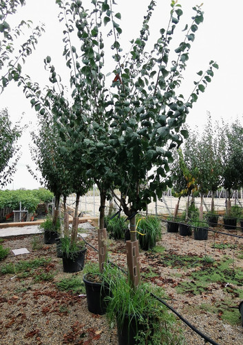 PLUM TREES. VARIETY 'PRESIDENT'. | thepalmtreecompany