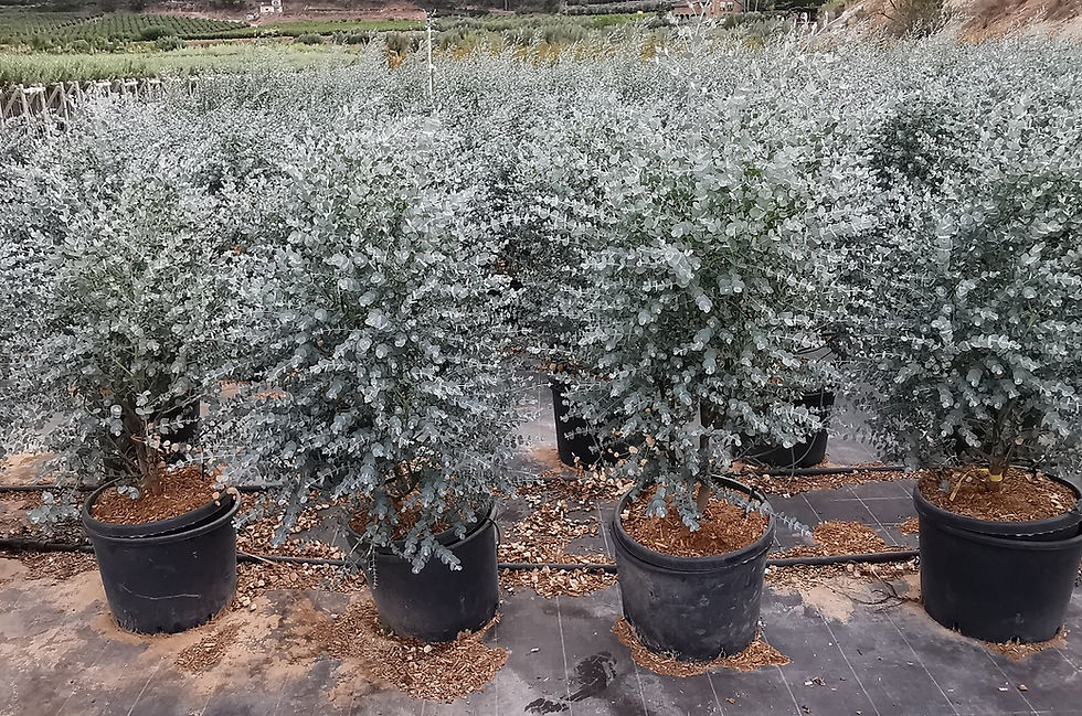 EUCALYPTUS GUNII 'AZURA'. | thepalmtreecompany