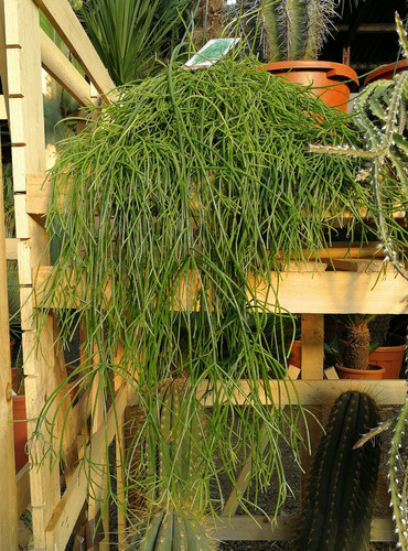 RHIPSALIS CAPILLIFORMIS. Hanging Cactus. | thepalmtreecompany