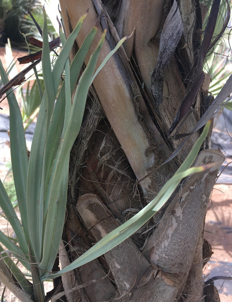 NANNORRHOPS RICHIANA. Mazari Palm.