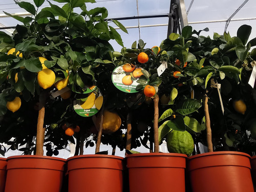 MINIATURE CITRUS TREES. Variegated Lemon, Lemon,Orange, Grapefruit ...