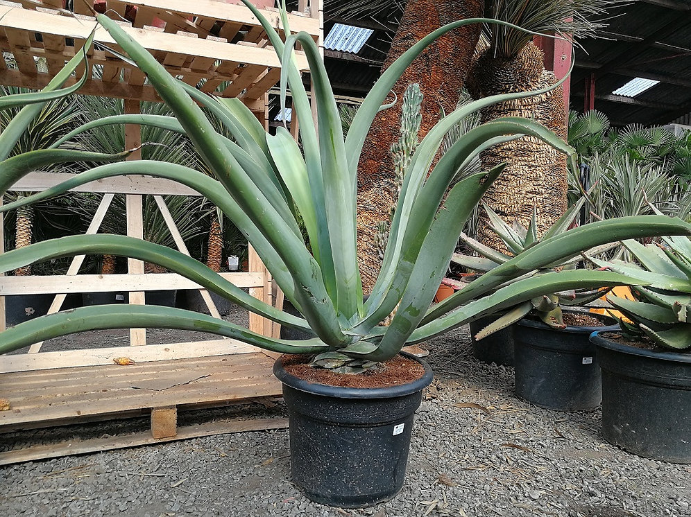 AGAVE VILMORINIANA. Octopus Agave | thepalmtreecompany