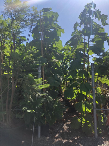 PAULOWNIA TOMENTOSA. Foxglove Tree. | thepalmtreecompany