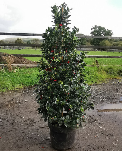 ILEX MESERVEAE 'BLUE MAID'. Holly 'Blue Maid'. | thepalmtreecompany