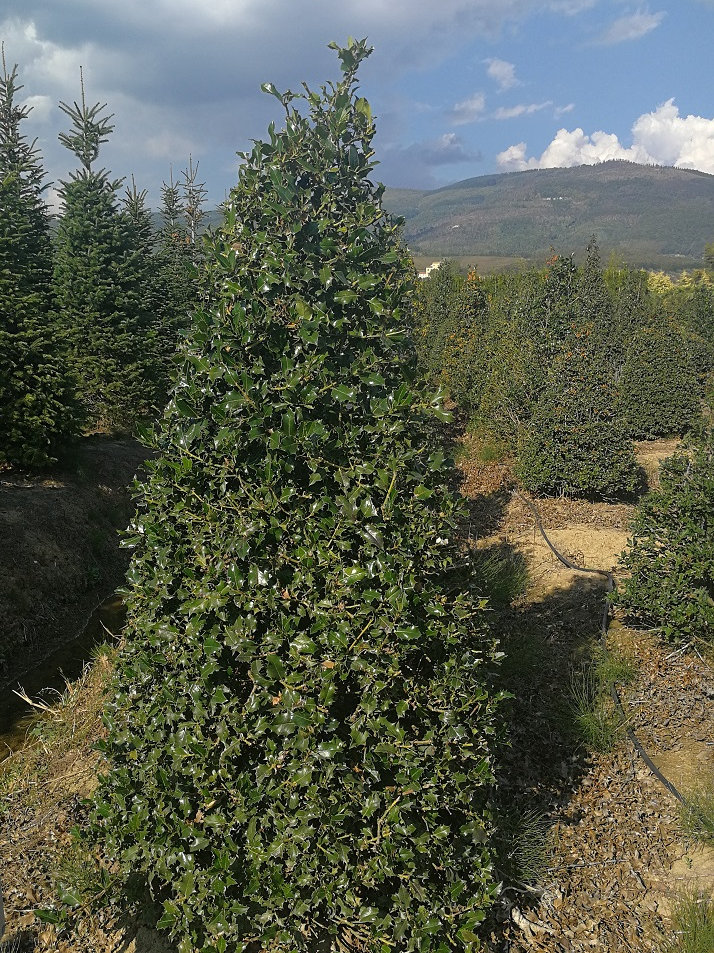 ILEX AQUIFOLIUM. Common Holly. Cone Shape. | thepalmtreecompany
