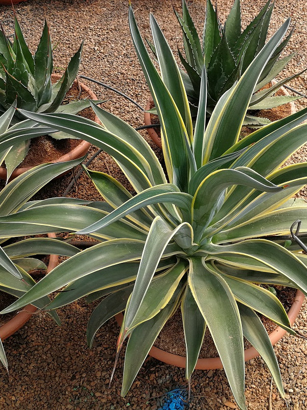 AGAVE DESMETTIANA 'VARIEGATA. Variegated smooth Agave. | thepalmtreecompany